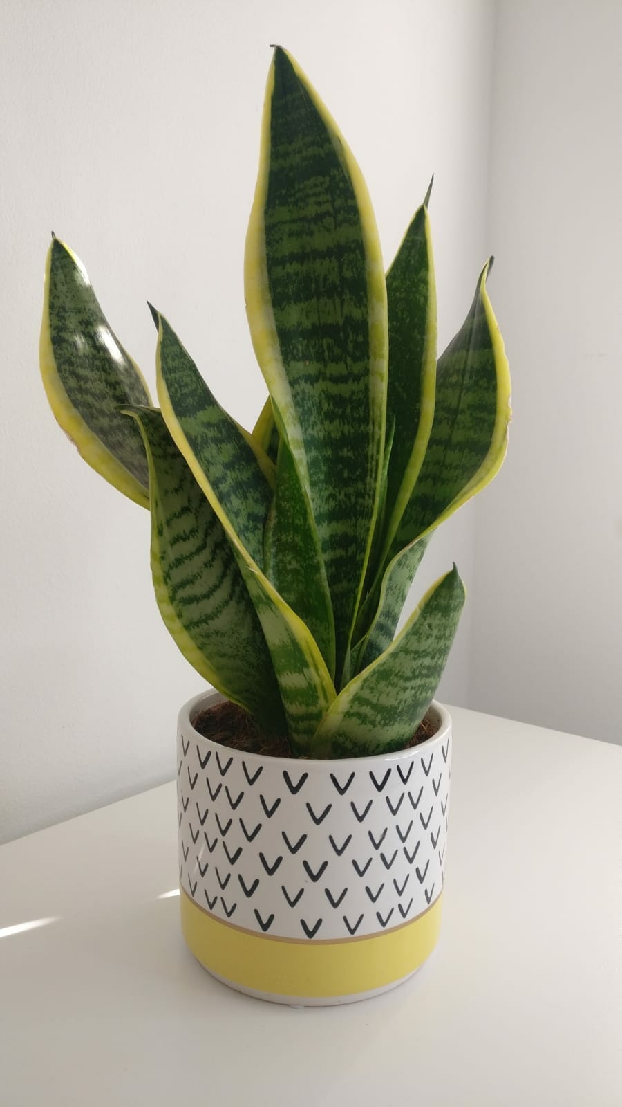 10 Best Pot For A Snake Plant In 2023 - The Wrench Finder