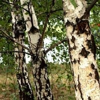 10 Best Fertilizer For Birch Trees In 2023 - The Wrench Finder